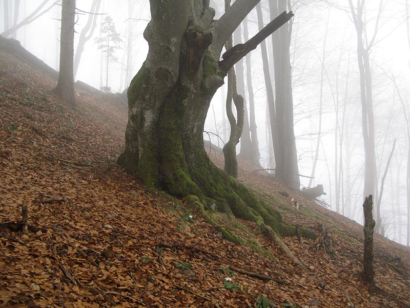 Strubberg, Alpl, Zinkenkogel