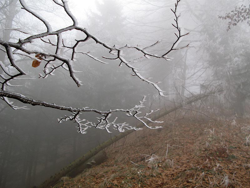Strubberg, Alpl, Zinkenkogel