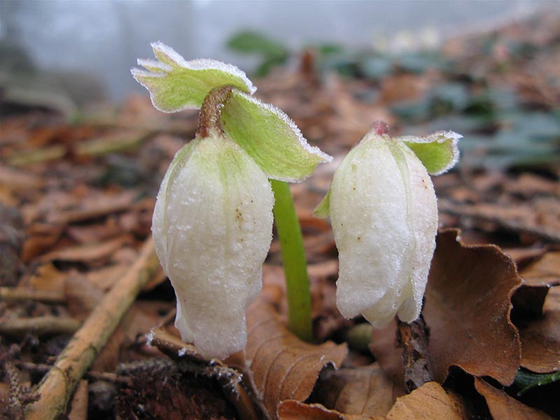 Strubberg, Alpl, Zinkenkogel